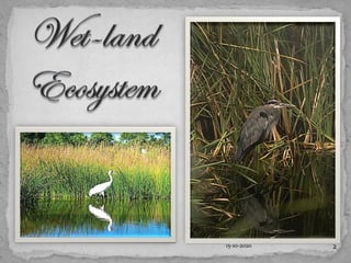 Wet land ecosystem: Introduction, Welfare, Classification, Wildlife ...