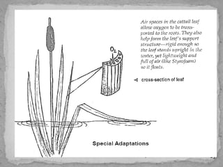 Wet land ecosystem: Introduction, Welfare, Classification, Wildlife ...