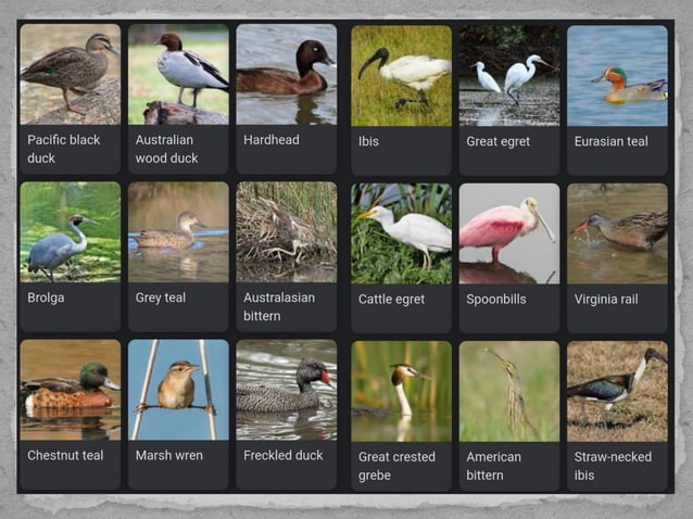 Wet land ecosystem: Introduction, Welfare, Classification, Wildlife ...