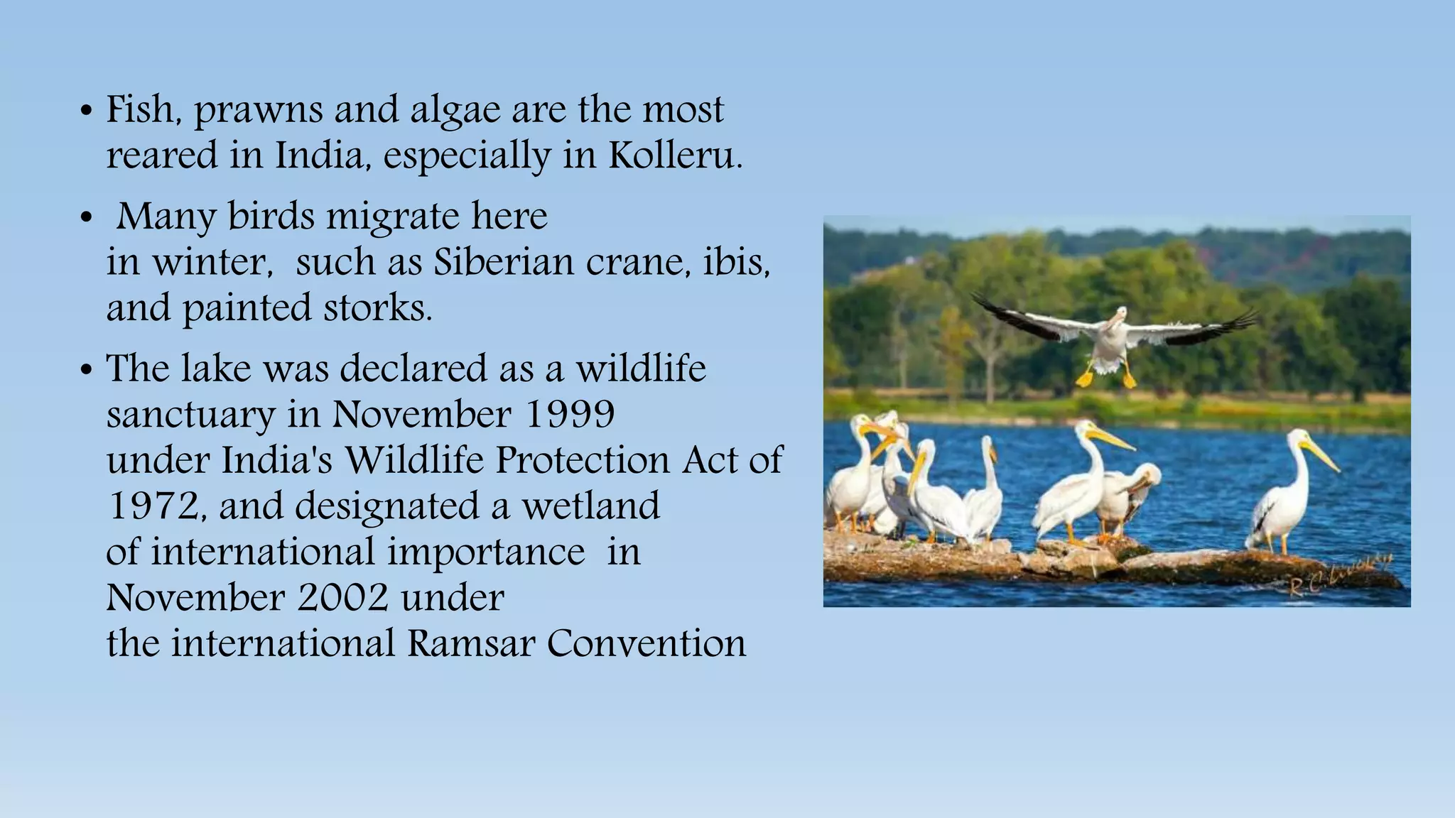 Kolleru lake aquaculture | PPTX