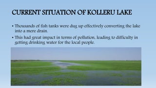 Kolleru lake aquaculture | PPTX