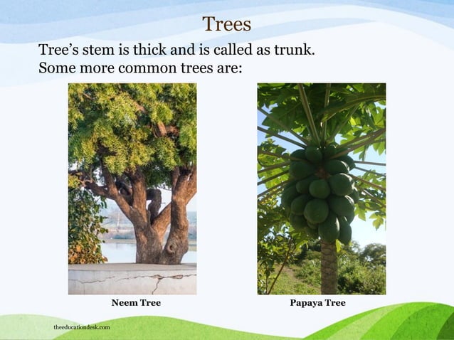 Environmental Science (EVS) : Plants and Trees (Class I) | PPT
