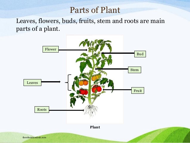 Environmental Science (EVS) : Plants and Trees (Class I)