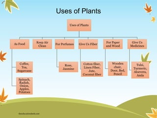 Environmental Science (EVS) : Plants (Class II) | PDF
