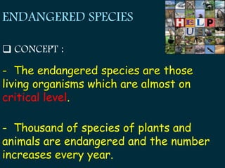 EVS PPT - ENDANGERED SPECIES | PPTX