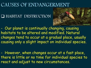 EVS PPT - ENDANGERED SPECIES | PPTX