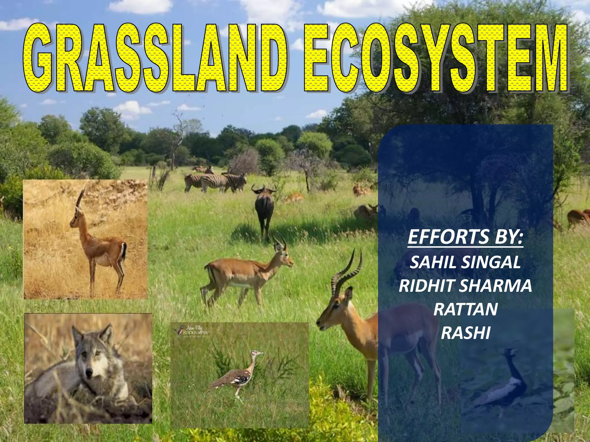 GRASSLAND ECOSYSTEMS EVS PPT | PPTX