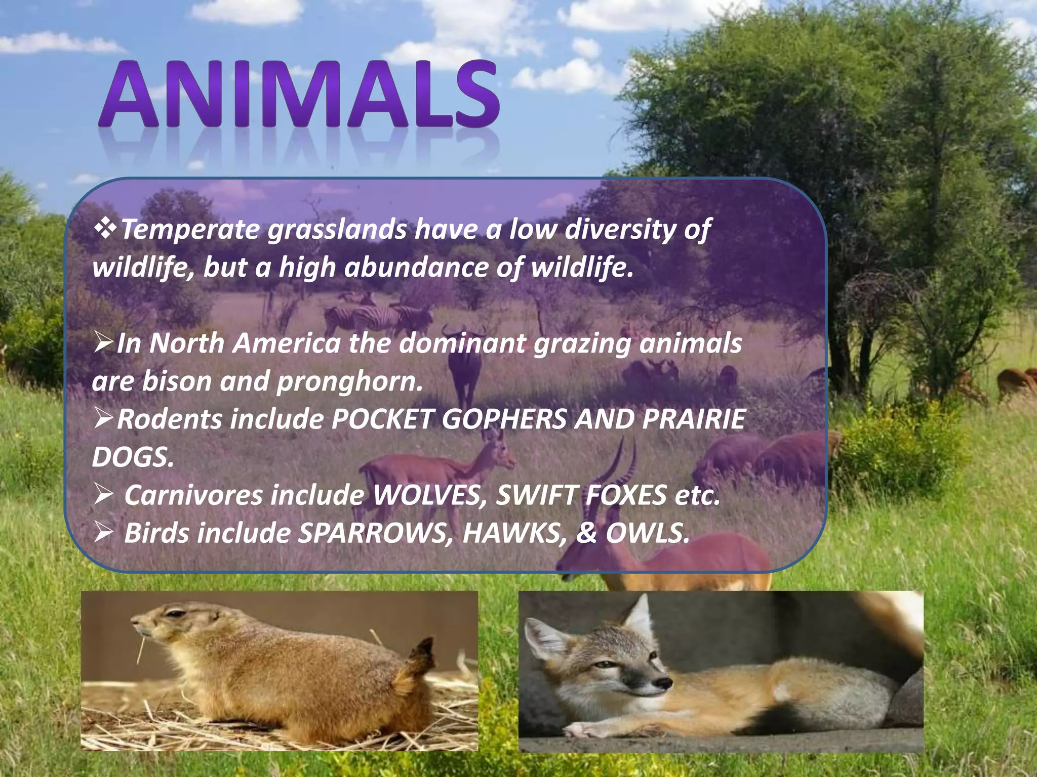 GRASSLAND ECOSYSTEMS EVS PPT | PPTX