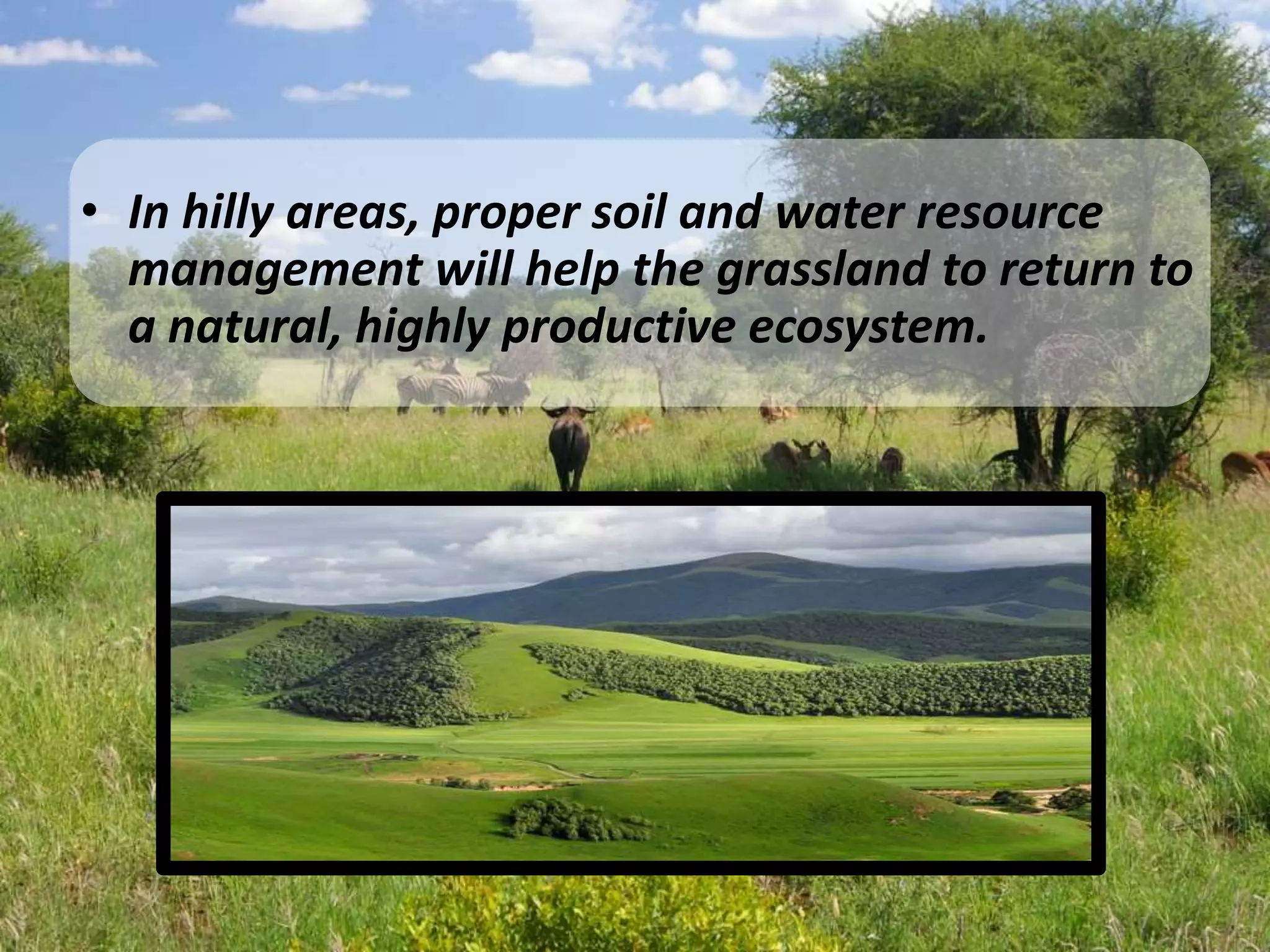 GRASSLAND ECOSYSTEMS EVS PPT | PPTX