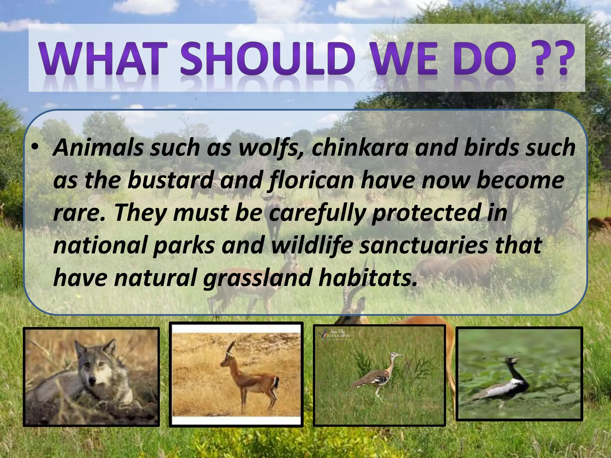 GRASSLAND ECOSYSTEMS EVS PPT | PPTX