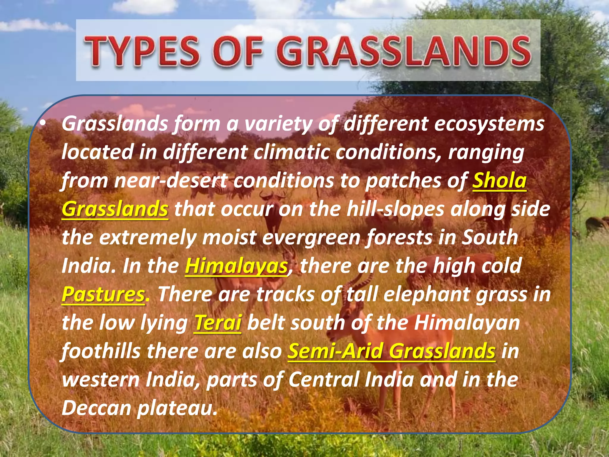 GRASSLAND ECOSYSTEMS EVS PPT | PPTX