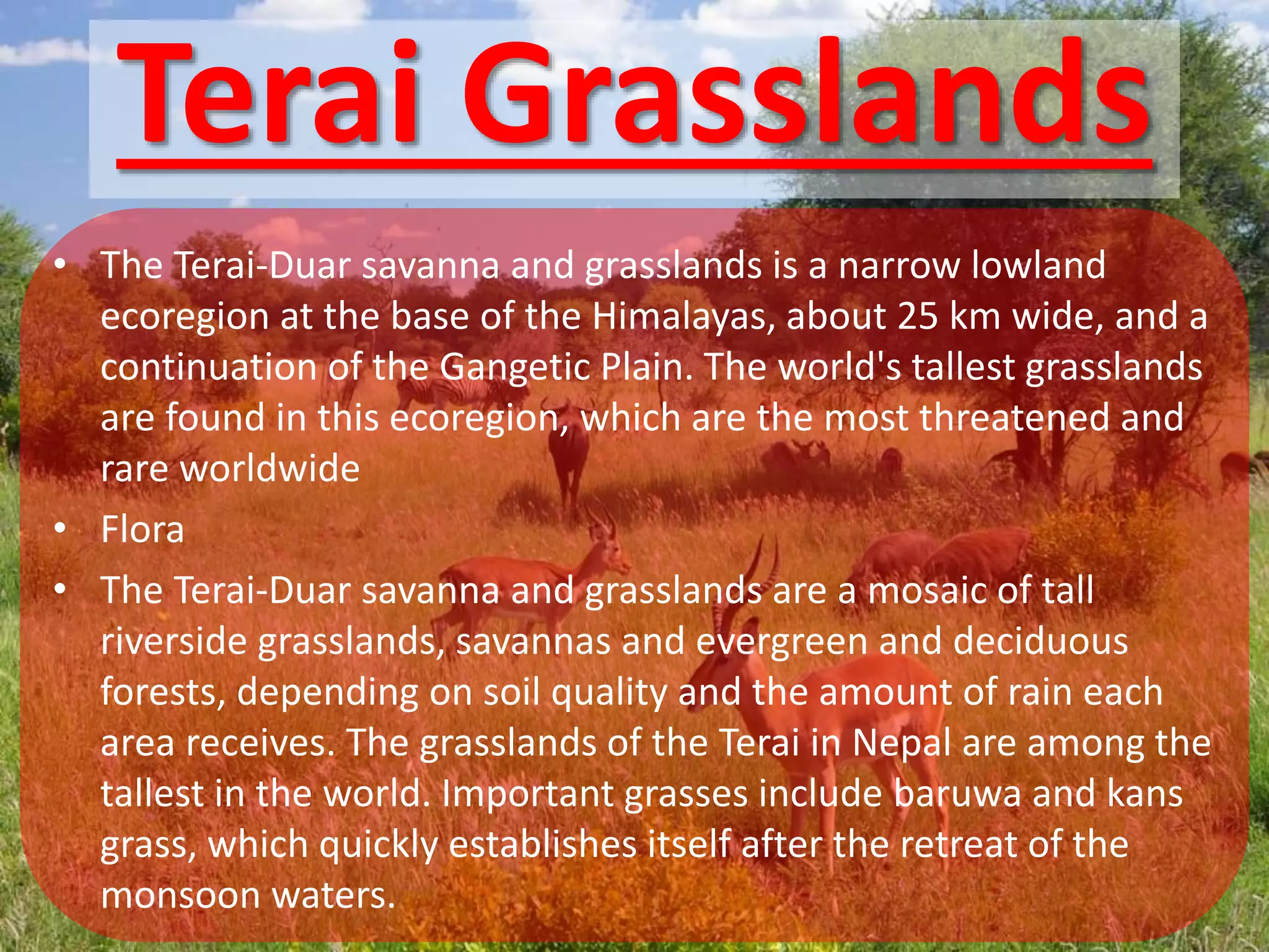 GRASSLAND ECOSYSTEMS EVS PPT | PPTX