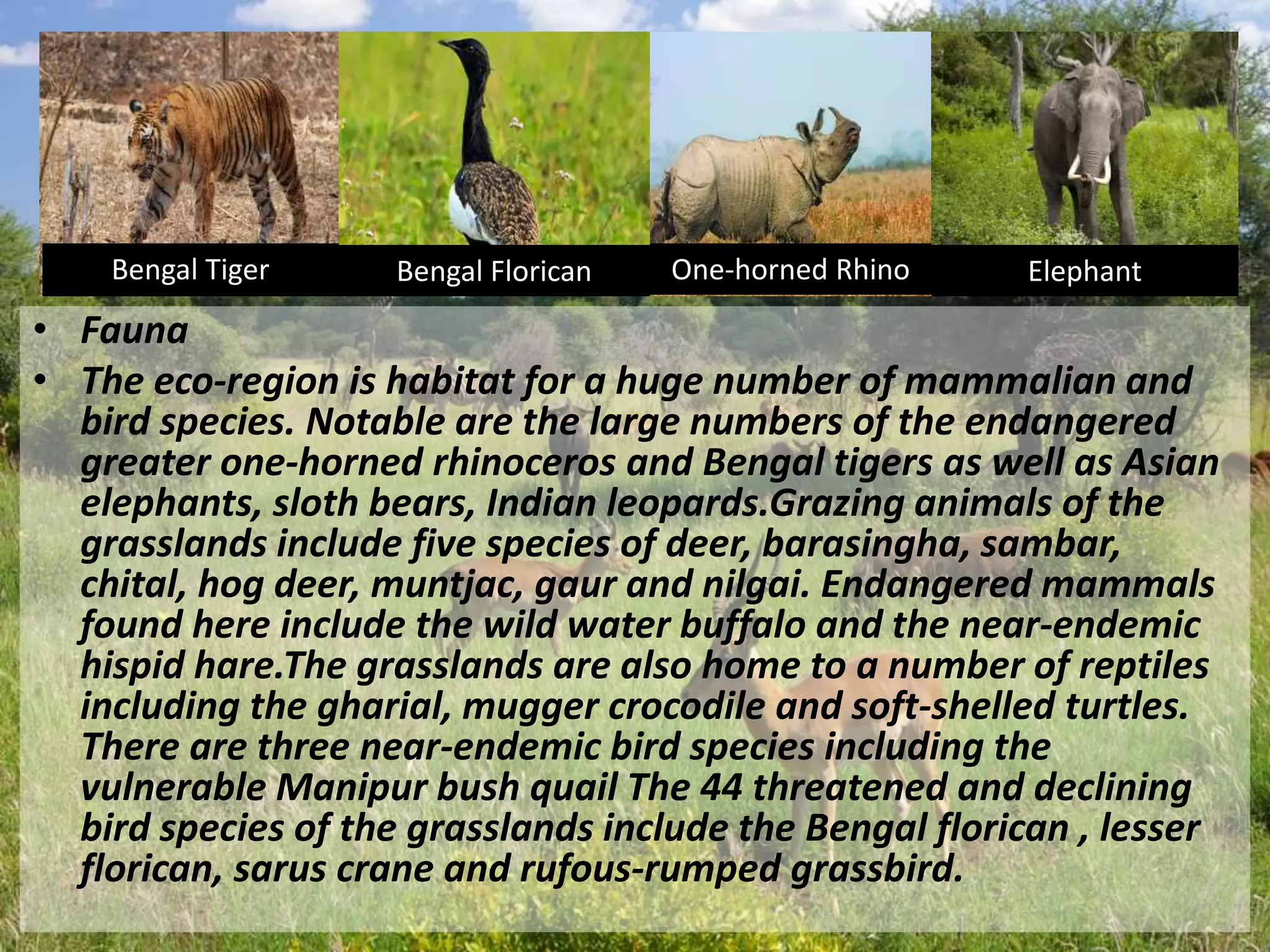 GRASSLAND ECOSYSTEMS EVS PPT | PPTX