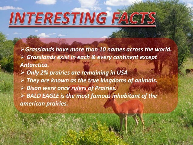 GRASSLAND ECOSYSTEMS EVS PPT | PPTX