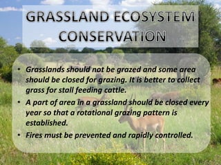 GRASSLAND ECOSYSTEMS EVS PPT | PPTX