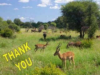 GRASSLAND ECOSYSTEMS EVS PPT | PPTX