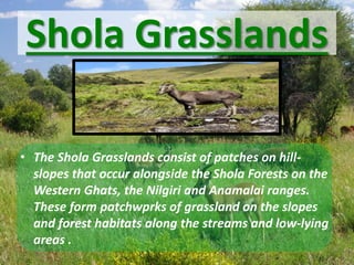 GRASSLAND ECOSYSTEMS EVS PPT | PPTX