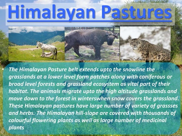 GRASSLAND ECOSYSTEMS EVS PPT | PPTX