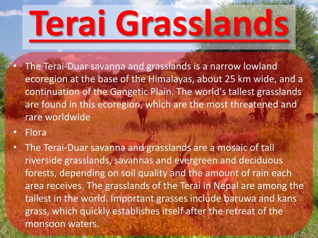 GRASSLAND ECOSYSTEMS EVS PPT | PPTX