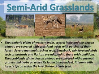 GRASSLAND ECOSYSTEMS EVS PPT | PPTX