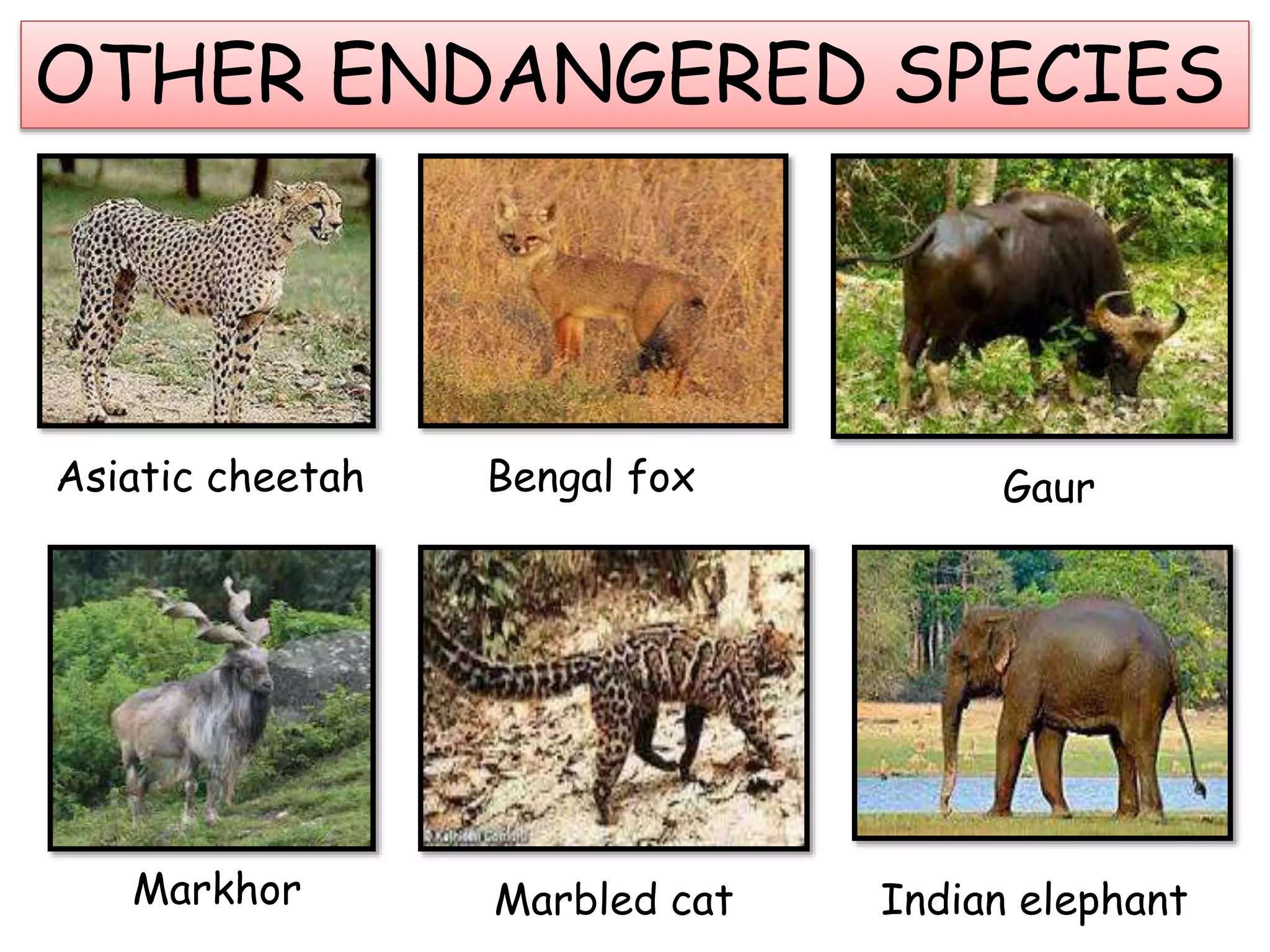 Endangered and Endemic species of India | PPTX
