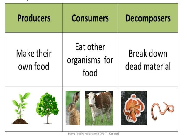 evs UNIT-2nd ecosystem.pptx | Geography | Science