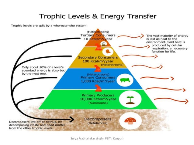 evs UNIT-2nd ecosystem.pptx | Geography | Science
