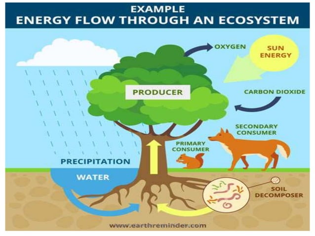 evs UNIT-2nd ecosystem.pptx | Geography | Science