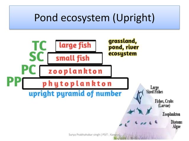 evs UNIT-2nd ecosystem.pptx | Geography | Science