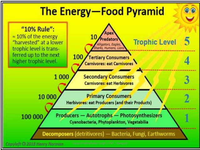 evs UNIT-2nd ecosystem.pptx | Geography | Science