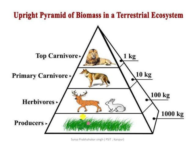 evs UNIT-2nd ecosystem.pptx | Geography | Science