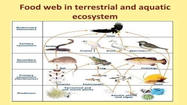 EVS UNIT 3 PPT (ECOSYSTEM).pptx Str.&Functions | PPTX | Geography | Science
