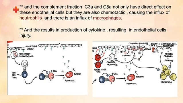 transplantation_and_rejection , classification of graft , rejection ...