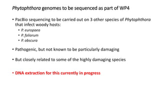 Predicting risk via analysis of Phytophthora genome evolution | PPTX ...