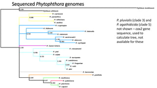 Predicting risk via analysis of Phytophthora genome evolution | PPTX ...