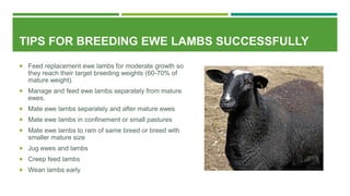 Ewe efficiency | PPTX