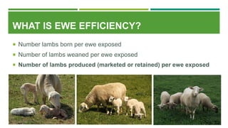 Ewe efficiency | PPTX