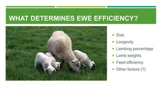 Ewe efficiency | PPTX