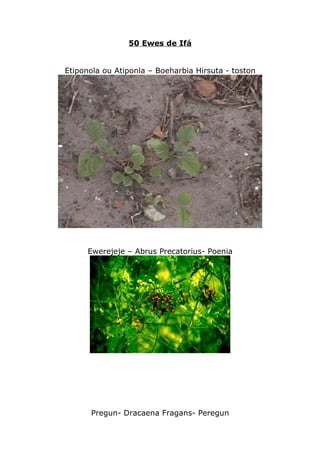 Ewes de-ifa | PDF