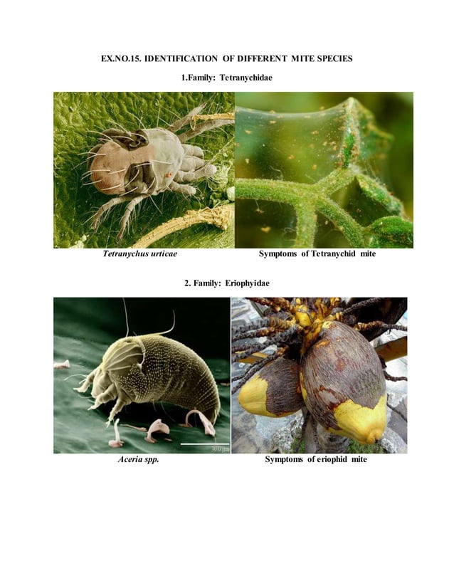 Ex.No.15.Identification of different mite species.doc
