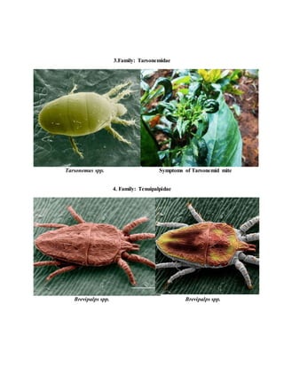 Ex.No.15.Identification of different mite species.doc