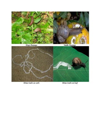 Ex.No.15.Identification of different mite species.doc