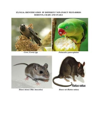 Ex.No.16 .Identification of other non insect pests.doc