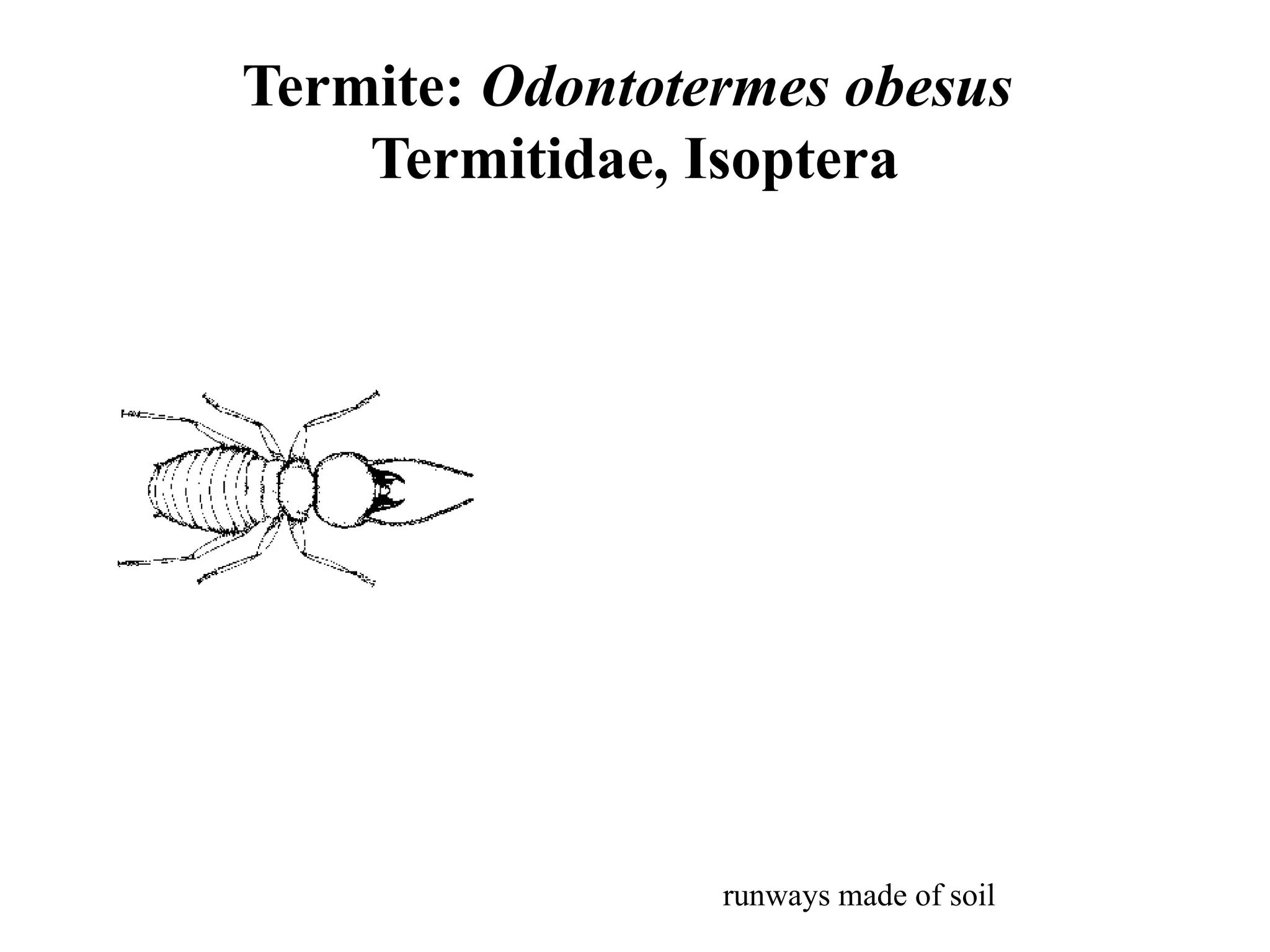 Pest of Coconut, Arecanut, powerpoint picture | PPT