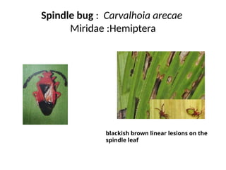 Pest of Coconut, Arecanut, powerpoint picture | PPTX