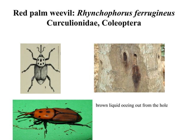 Pest of Coconut, Arecanut, powerpoint picture | PPT