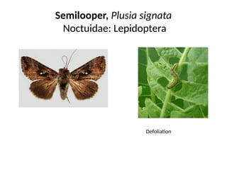 Pests of Gloriosa, Coleus, Phyllanthus, Aswagantha, Senna, Periwinkle.pptx