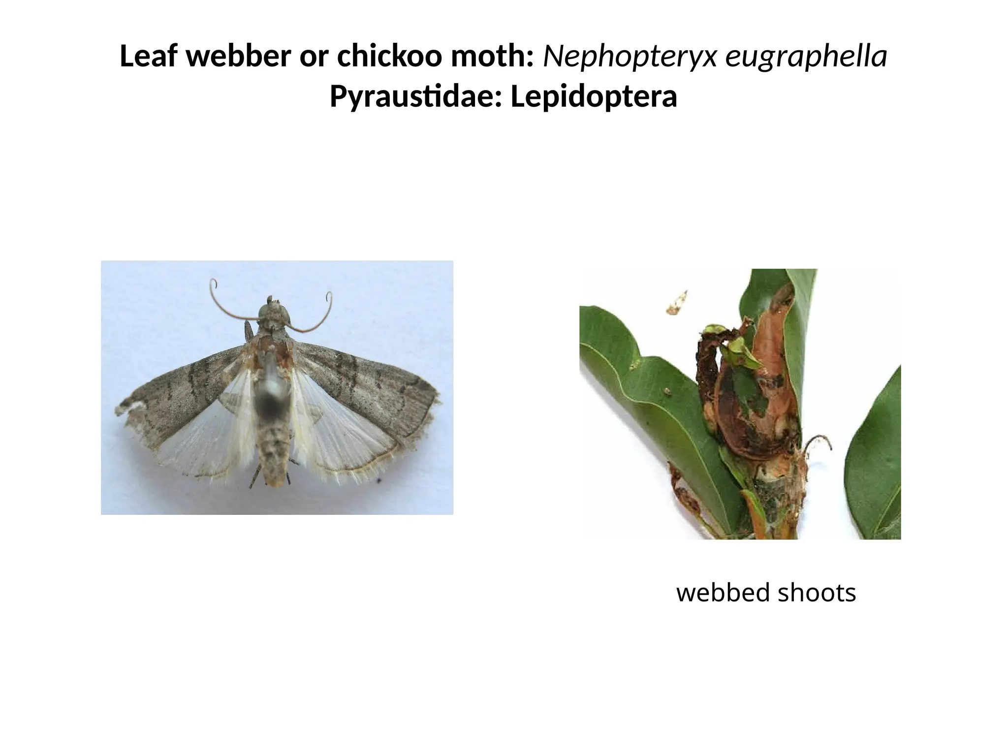 Pest of Cashew, Cocoa and Betelvine.pptx