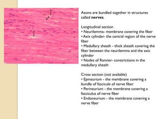 Histology | PDF