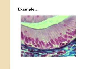 Histology | PDF
